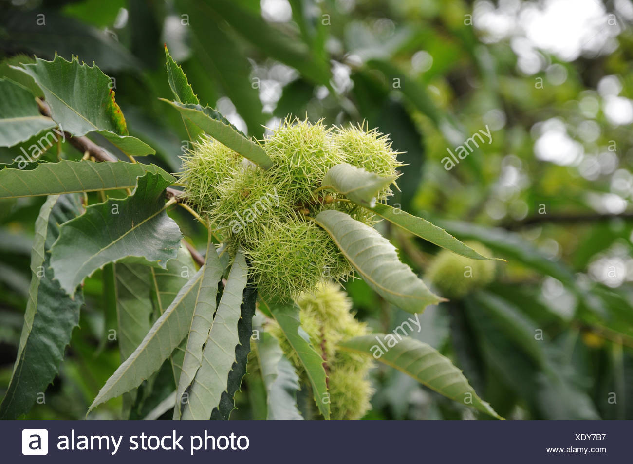 Sweet Chestnut Tree And Blossom High Resolution Stock Photography and ...