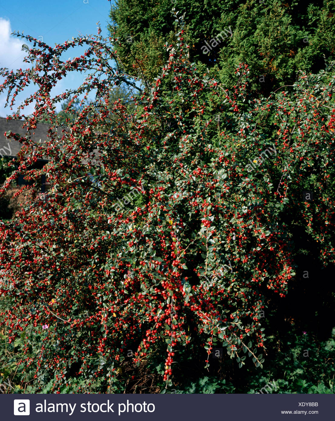 Cotoneaster Franchetii High Resolution Stock Photography and Images - Alamy