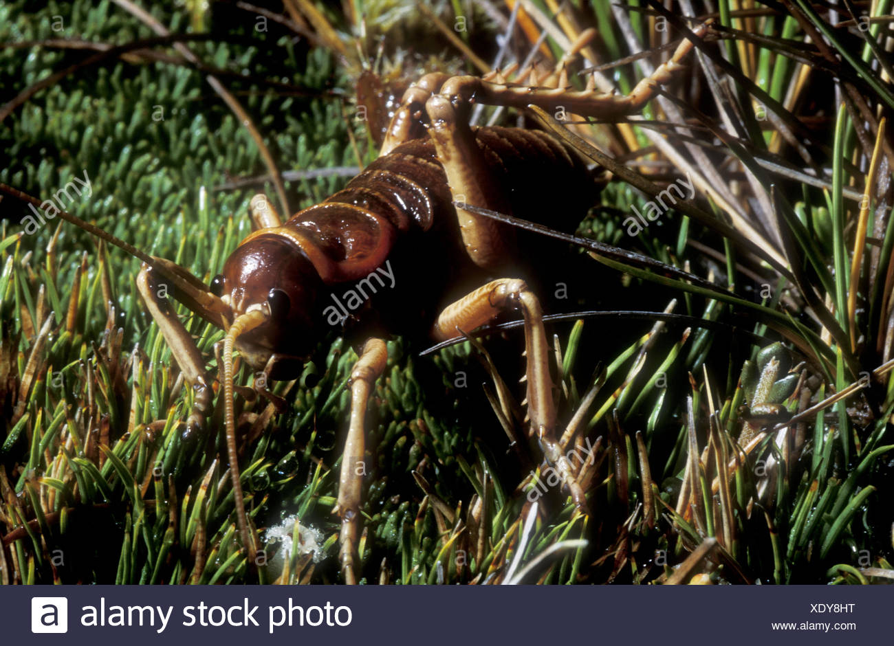 Giant Weta High Resolution Stock Photography and Images - Alamy