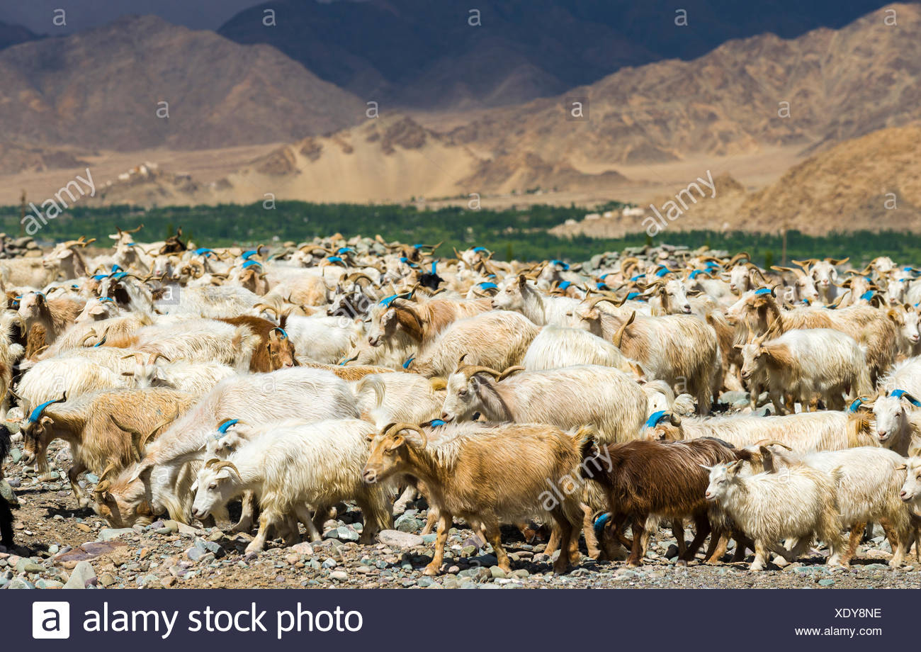 Goat Sheep High Resolution Stock Photography and Images - Alamy