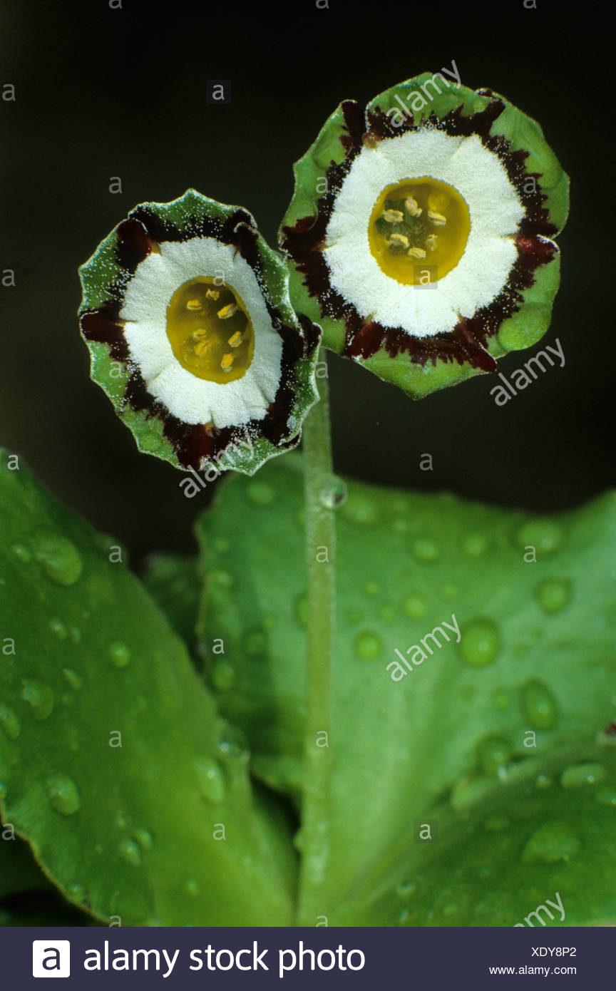 Primulae High Resolution Stock Photography and Images - Alamy