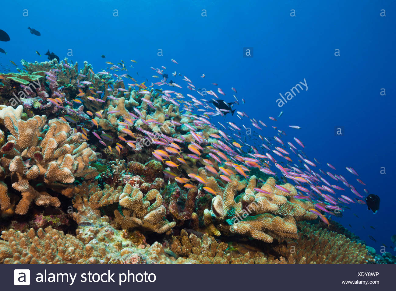 Flame Basslet High Resolution Stock Photography and Images - Alamy