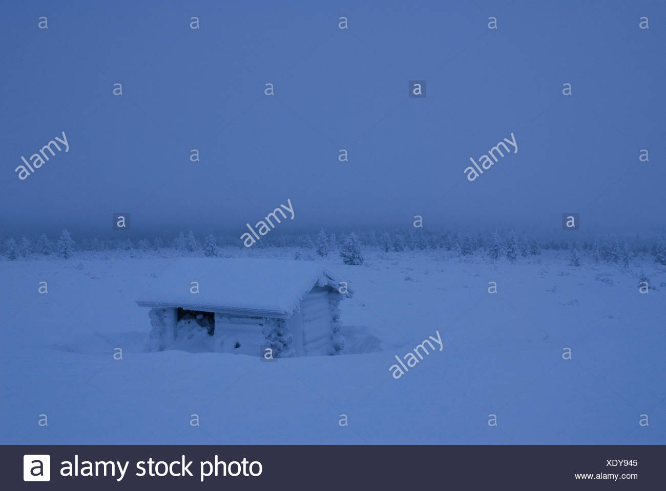 Boreal Coniferous Forest High Resolution Stock Photography and Images ...