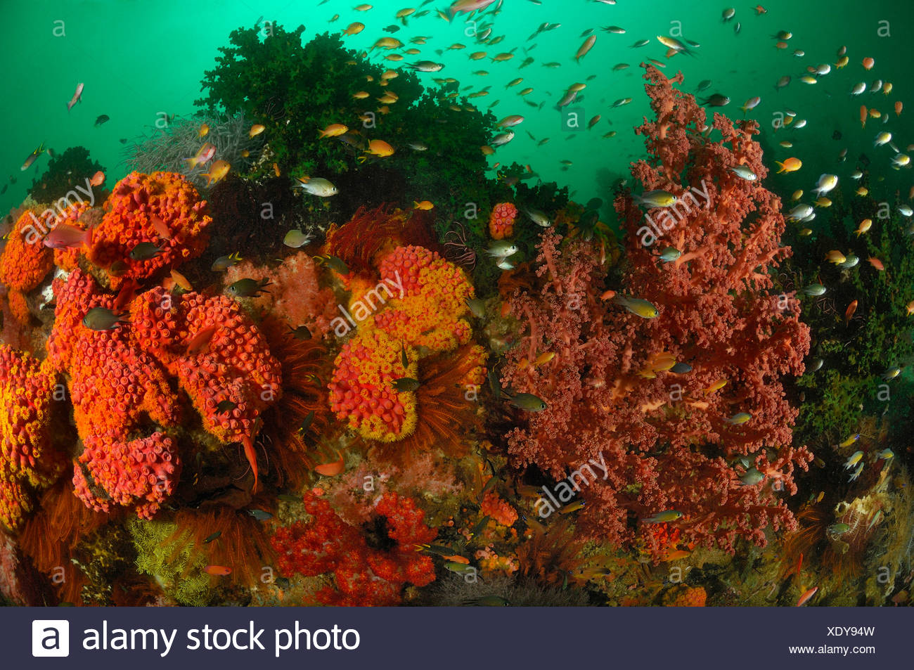 Cup Corals Stock Photos & Cup Corals Stock Images - Alamy
