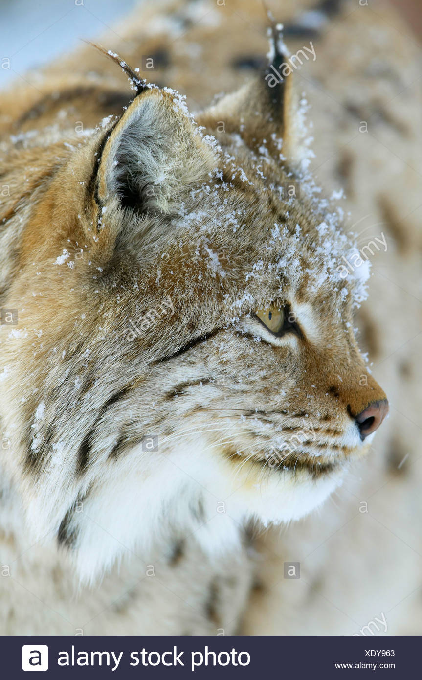 Eurasian Lynx Lynx Lynx Finland Stock Photos & Eurasian Lynx Lynx Lynx ...