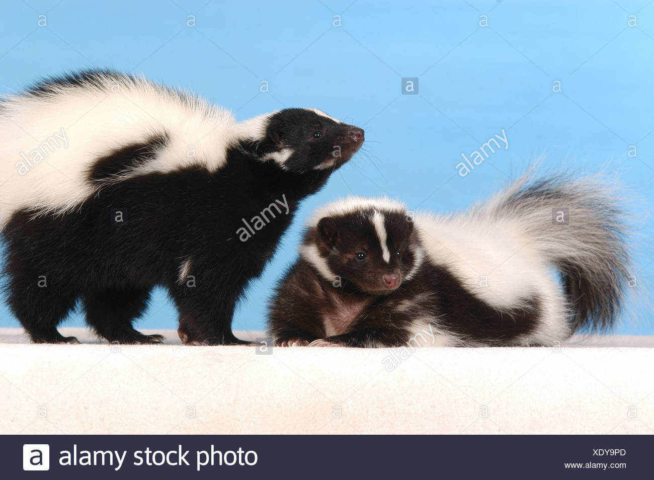 Skunks High Resolution Stock Photography and Images - Alamy