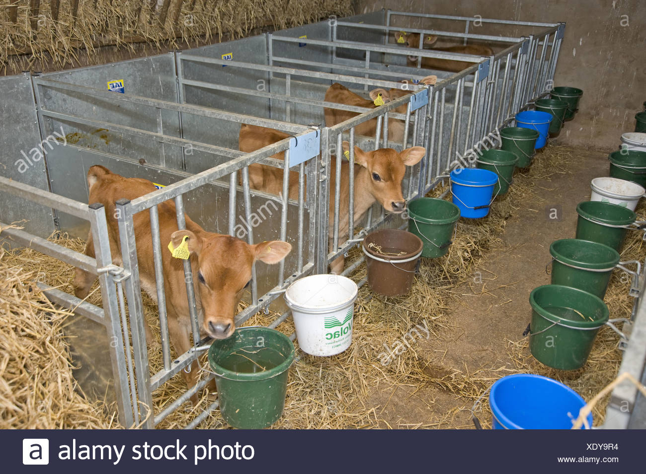 Channel Island Cattle Breed High Resolution Stock Photography and ...