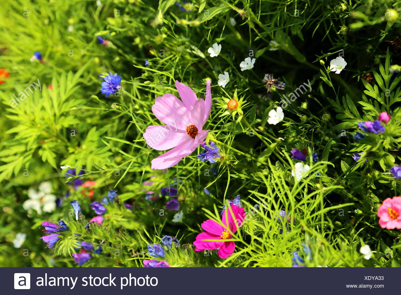 Blumenwiese Sun High Resolution Stock Photography and Images - Alamy