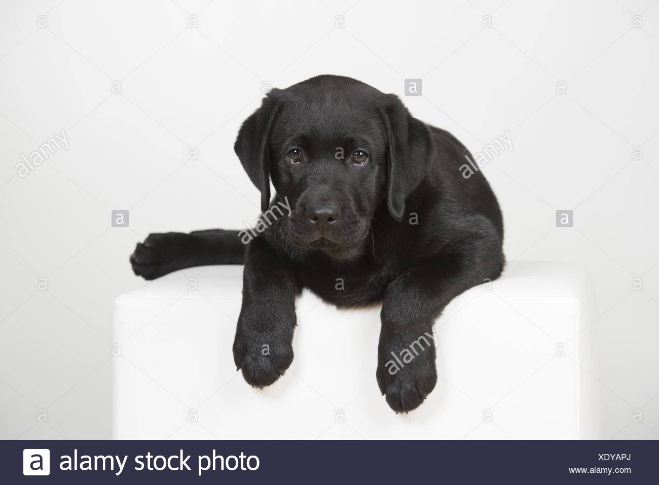 Black Labrador Retriever Cutout High Resolution Stock Photography and ...