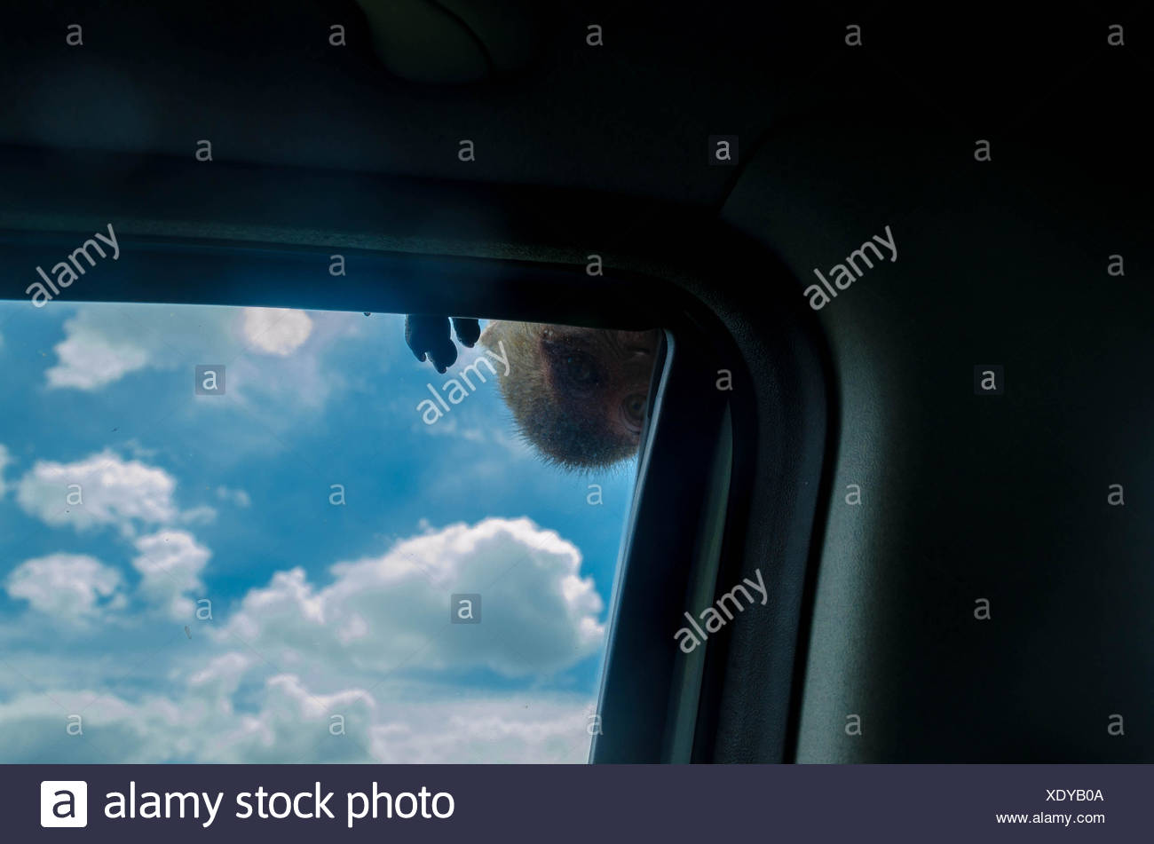 Longleat Safari Adventure Park High Resolution Stock Photography and ...