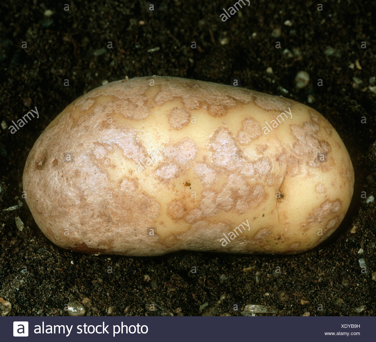 Helminthosporium High Resolution Stock Photography and Images - Alamy