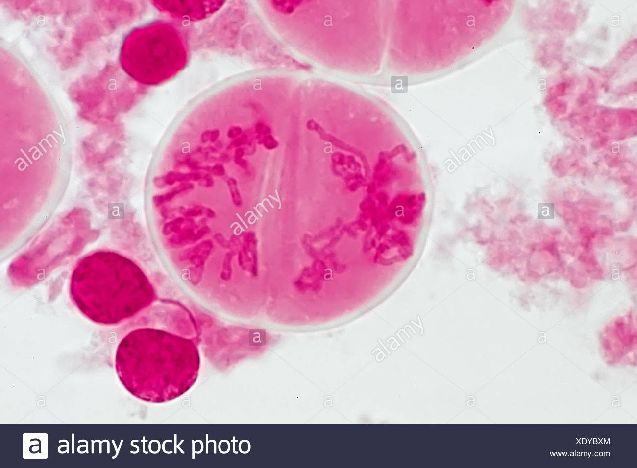 Meiosis Stock Photos & Meiosis Stock Images - Alamy
