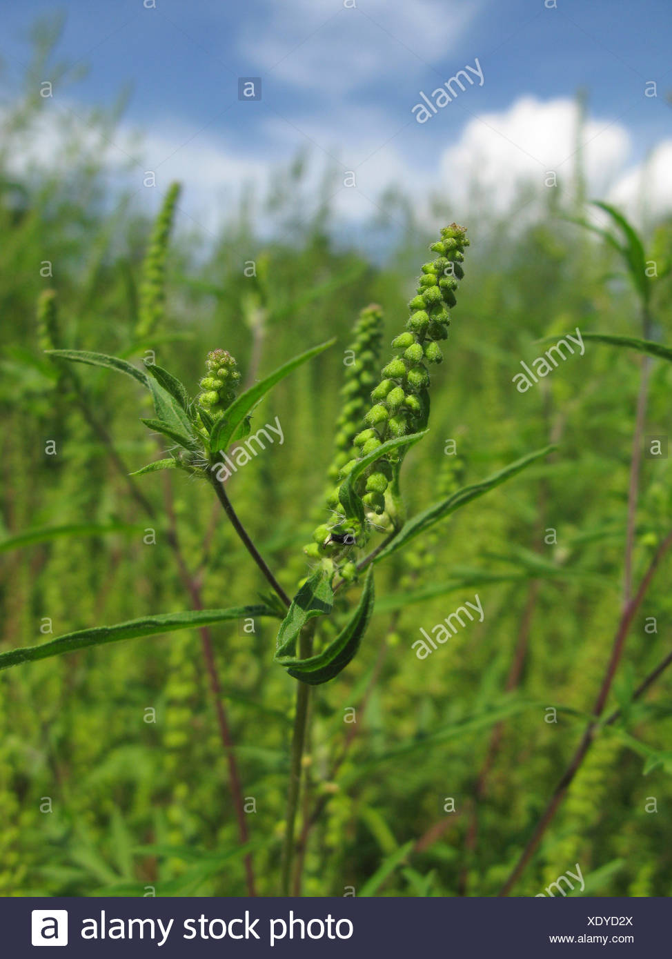 Common Hog Weed High Resolution Stock Photography and Images - Alamy