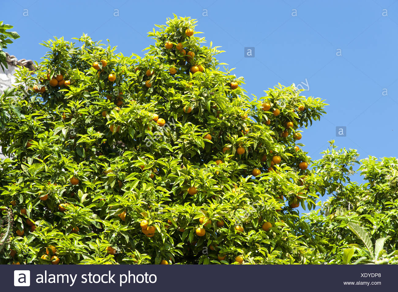 Wild Lemon Tree High Resolution Stock Photography and Images - Alamy