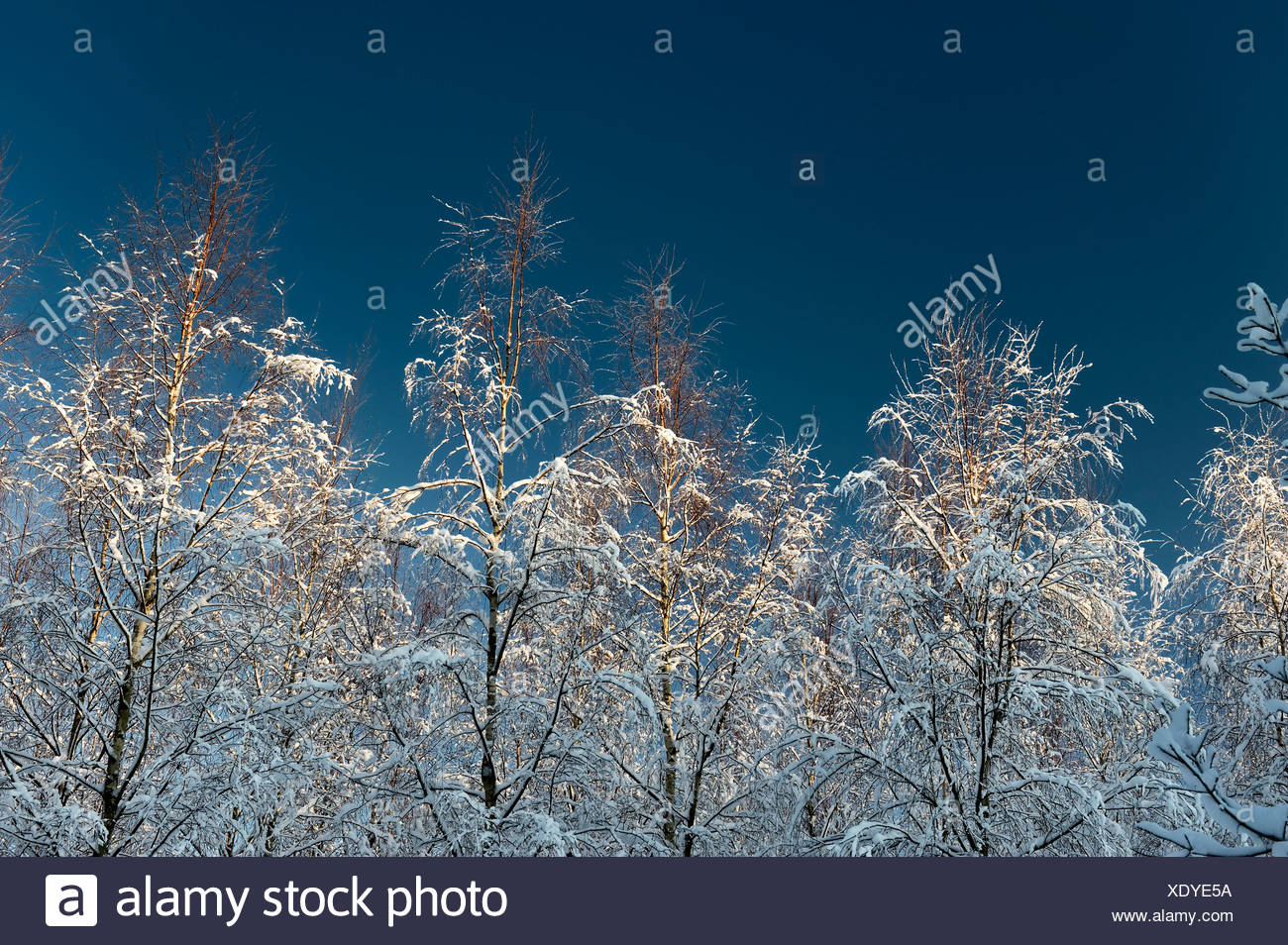 Birch Trees Snow High Resolution Stock Photography and Images - Alamy