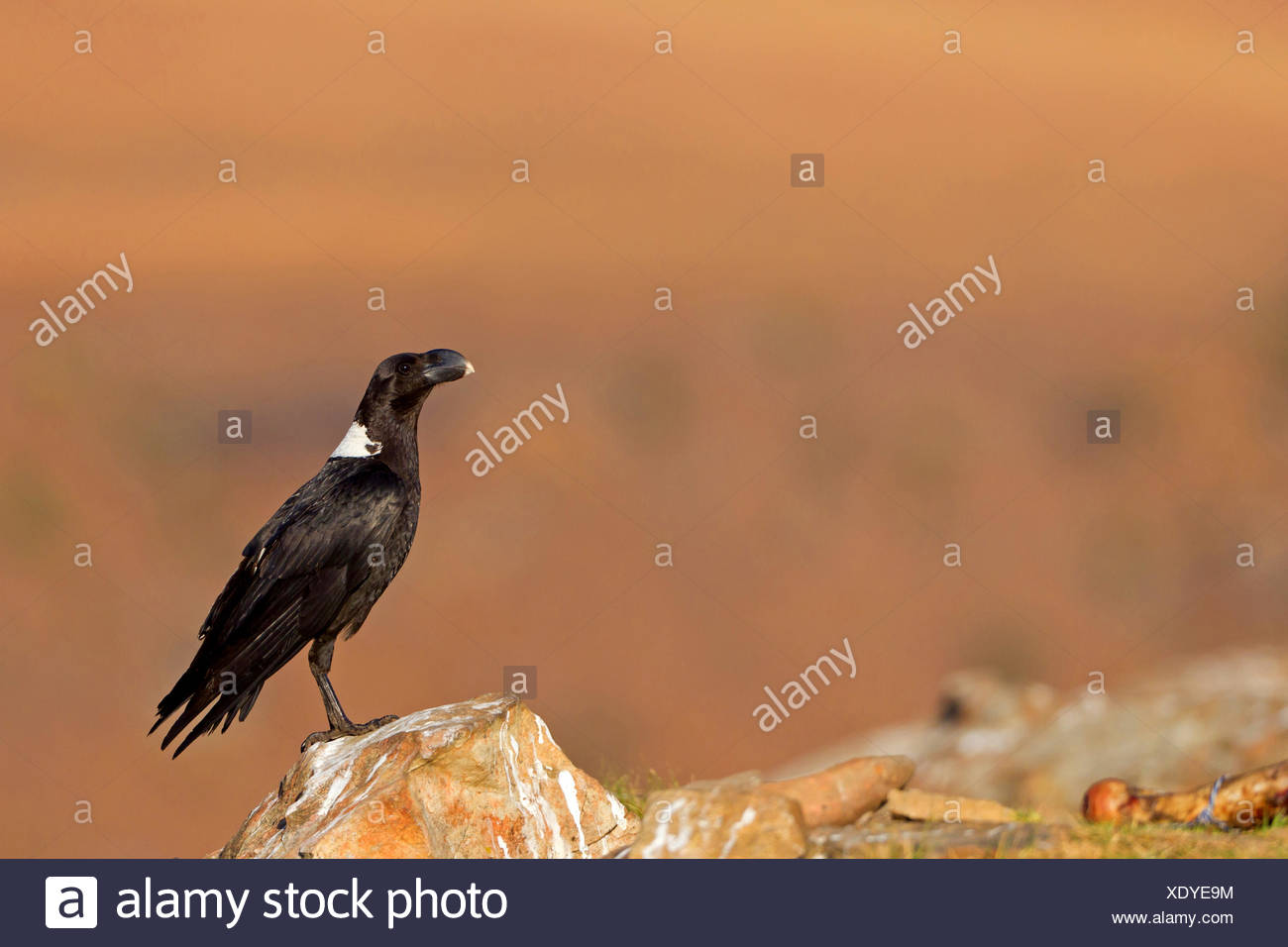 African White Necked Raven White Naped Raven High Resolution Stock ...