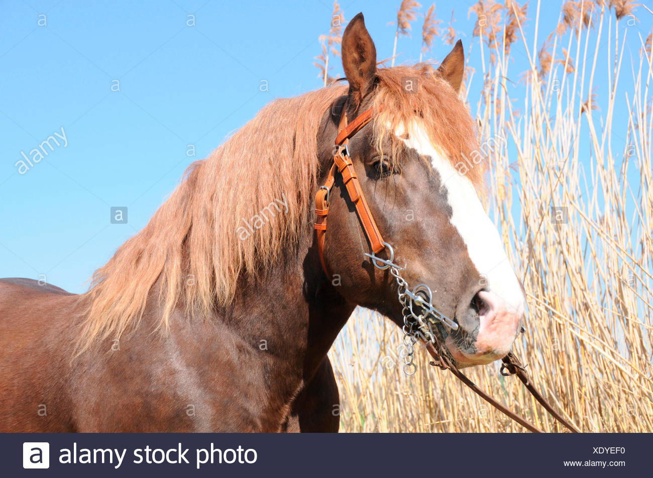 Breton Horse Stock Photos & Breton Horse Stock Images - Alamy