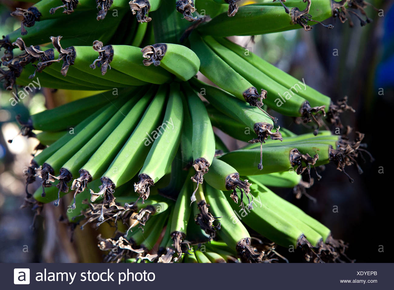 Bananas Plant High Resolution Stock Photography and Images - Alamy
