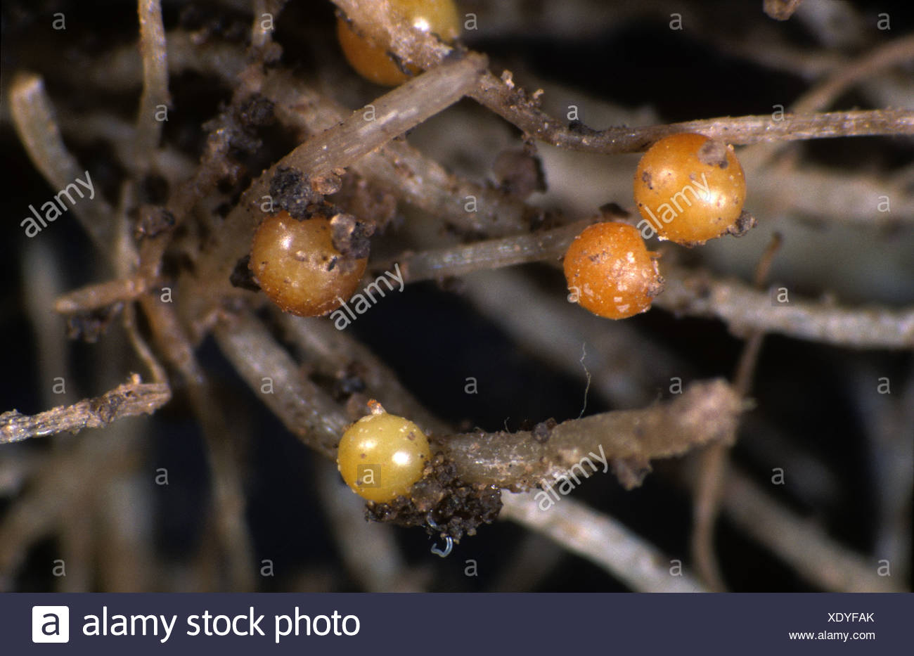 Potato Nematode High Resolution Stock Photography and Images - Alamy