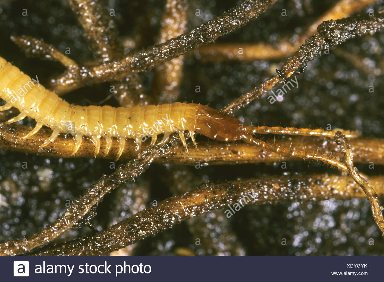 Centipede Geophilus Longicornis Stock Photos & Centipede Geophilus ...