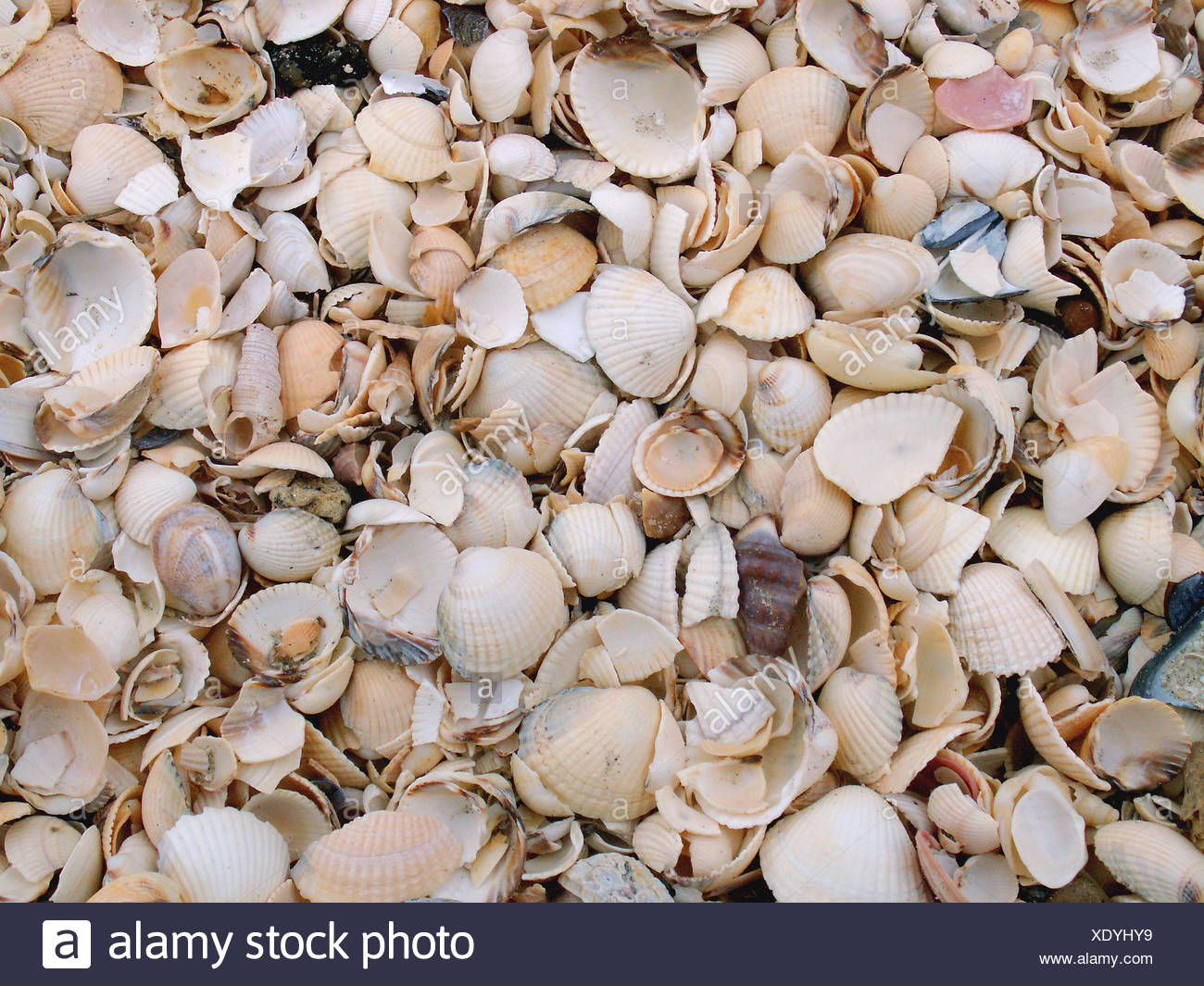 Conchoidal Fracture High Resolution Stock Photography and Images - Alamy