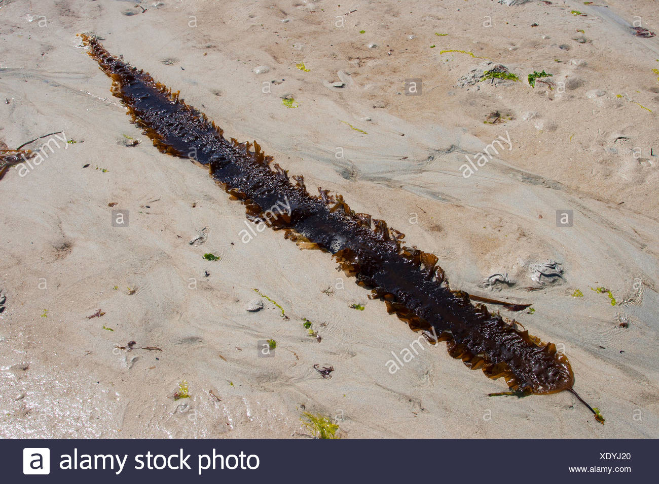 Sea Wrack High Resolution Stock Photography and Images - Alamy