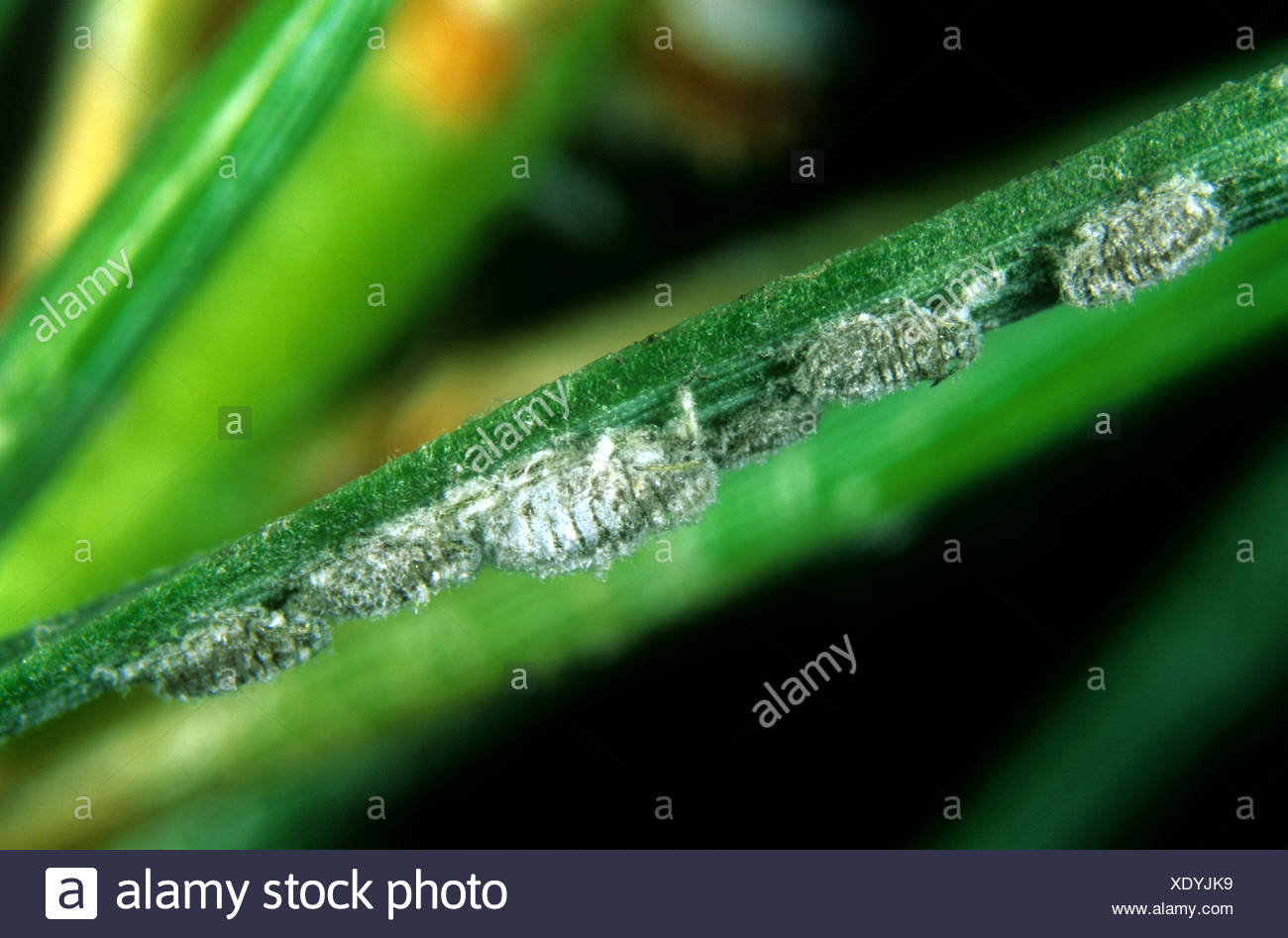 Pine Aphid High Resolution Stock Photography and Images - Alamy