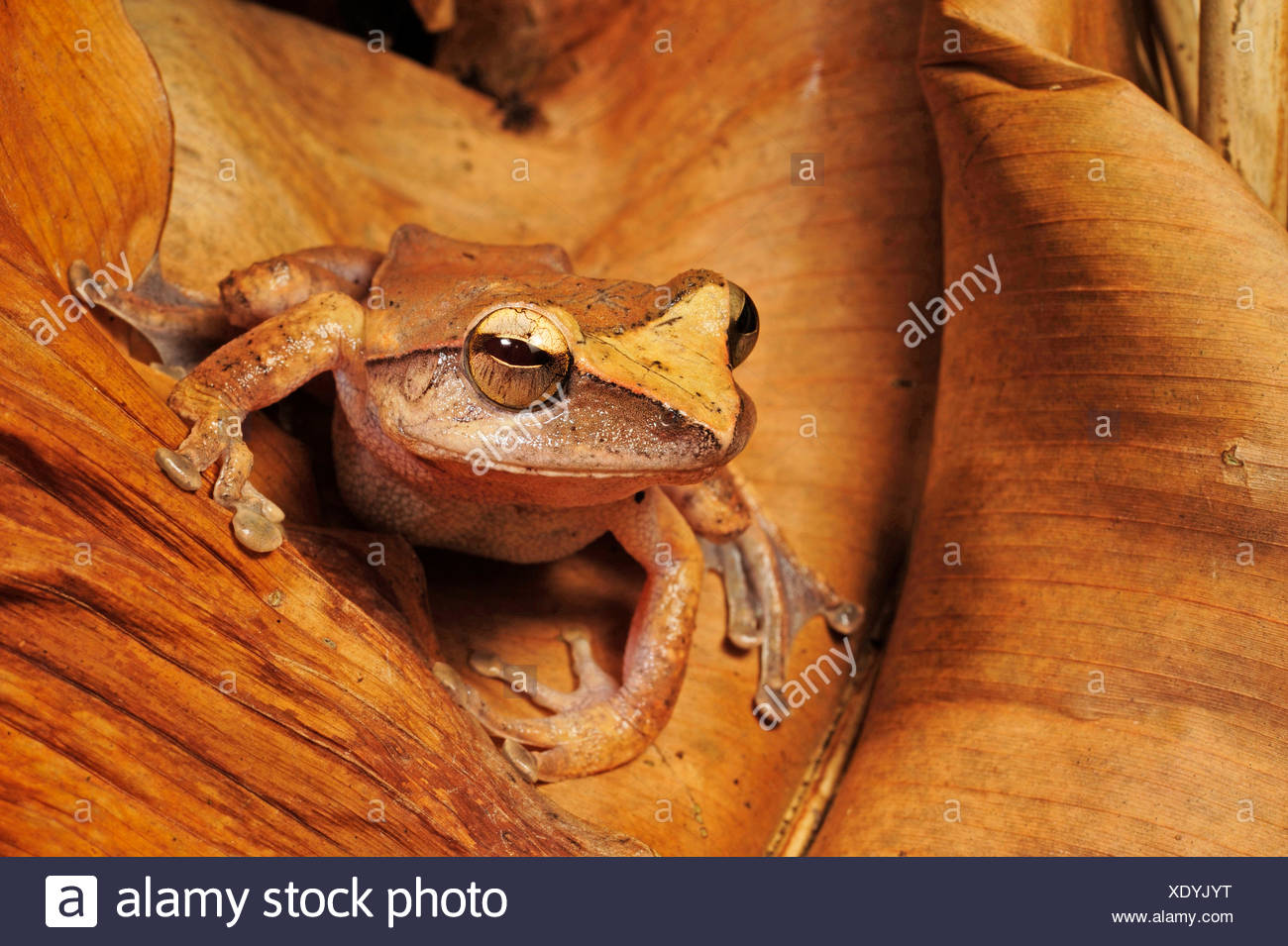 White Lipped Frogs High Resolution Stock Photography and Images - Alamy