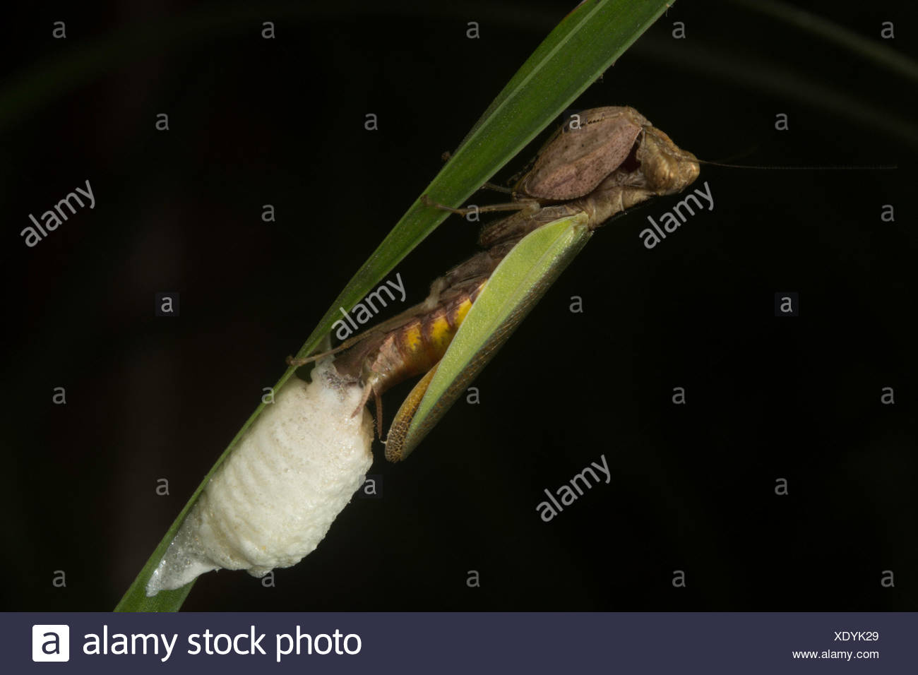 Insect Egg Sack High Resolution Stock Photography and Images - Alamy