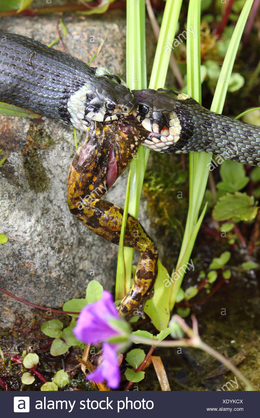 Two Snakes Fighting For A Frog High Resolution Stock Photography and ...