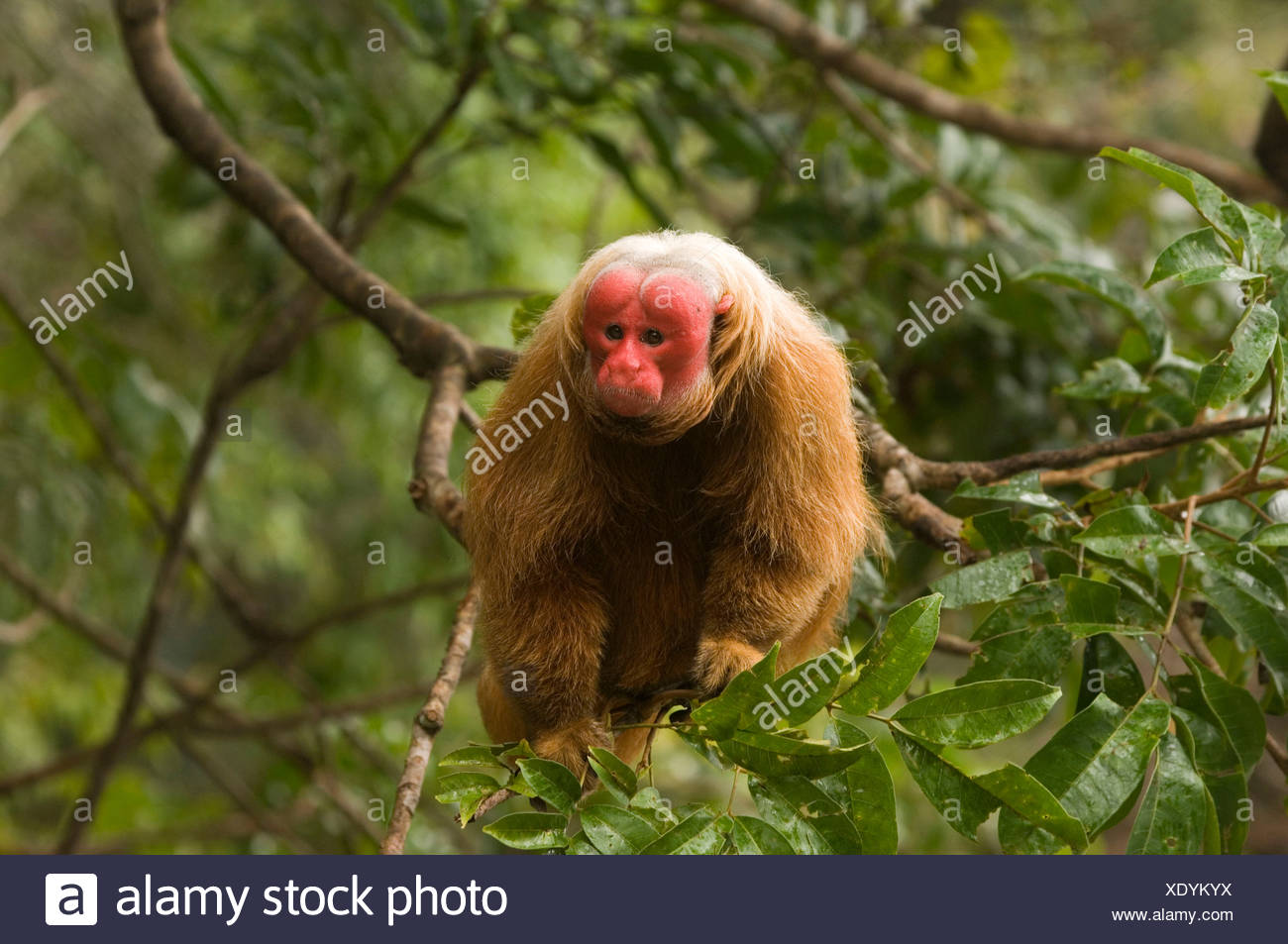 Red Uakari Cacajao Rubicundus High Resolution Stock Photography and ...
