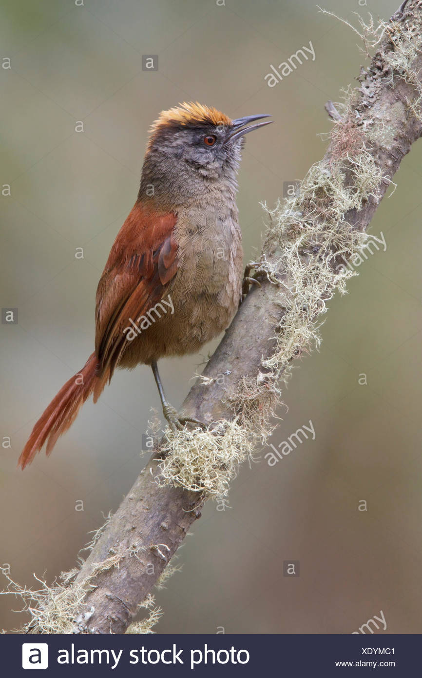 Spinetail High Resolution Stock Photography and Images - Alamy