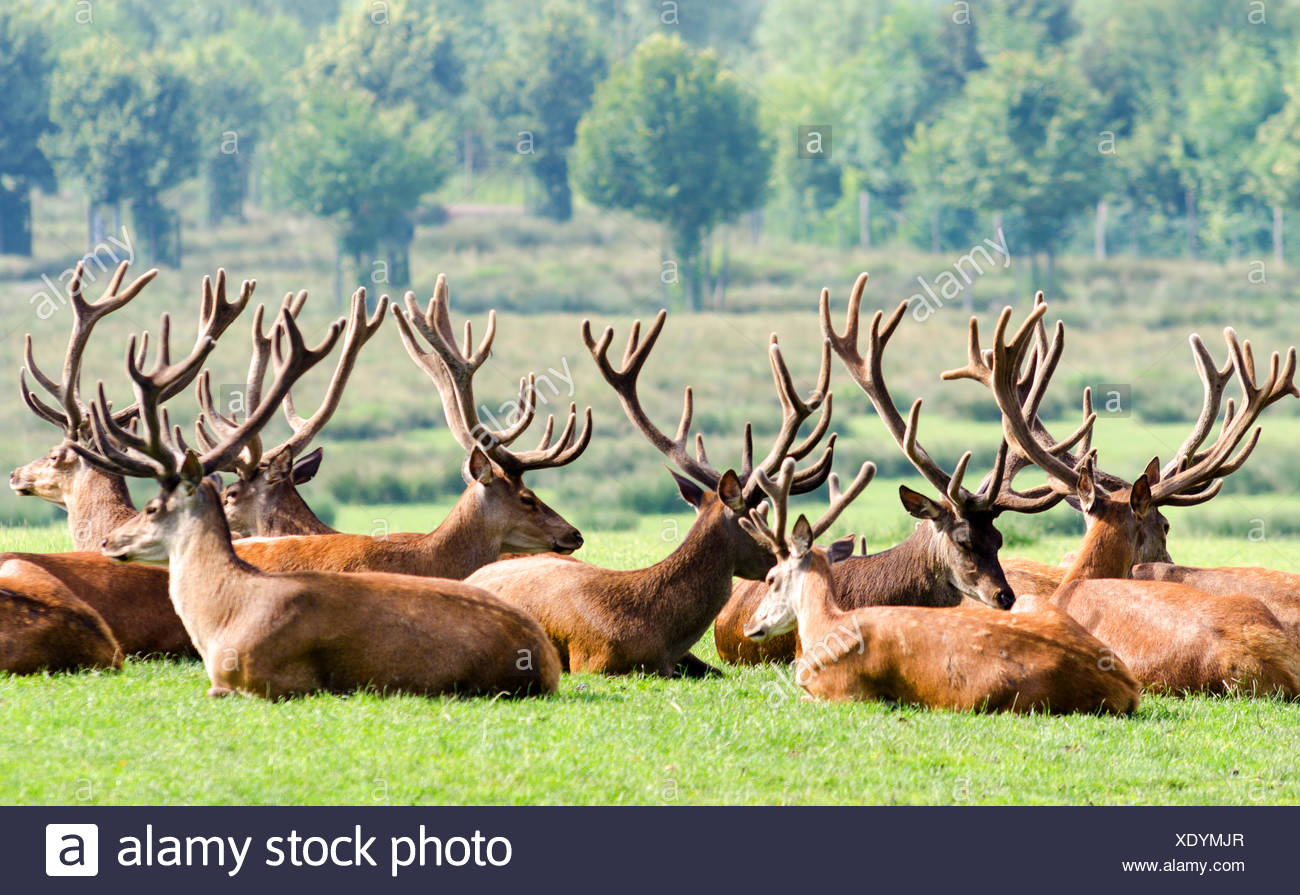 Deer Laying Down High Resolution Stock Photography and Images - Alamy