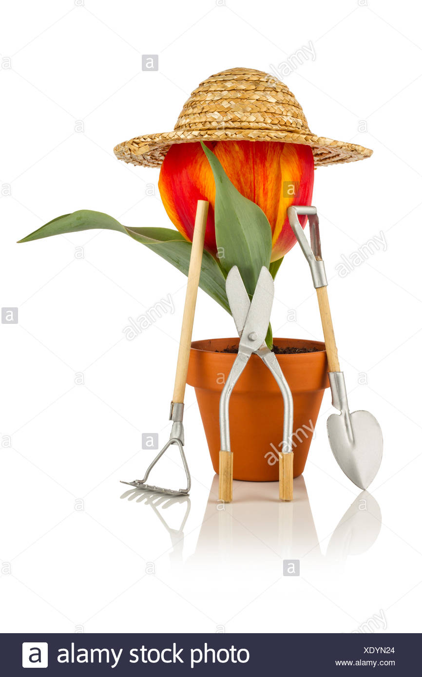 Gardener Gardner Flower Gardening Garden High Resolution Stock ...
