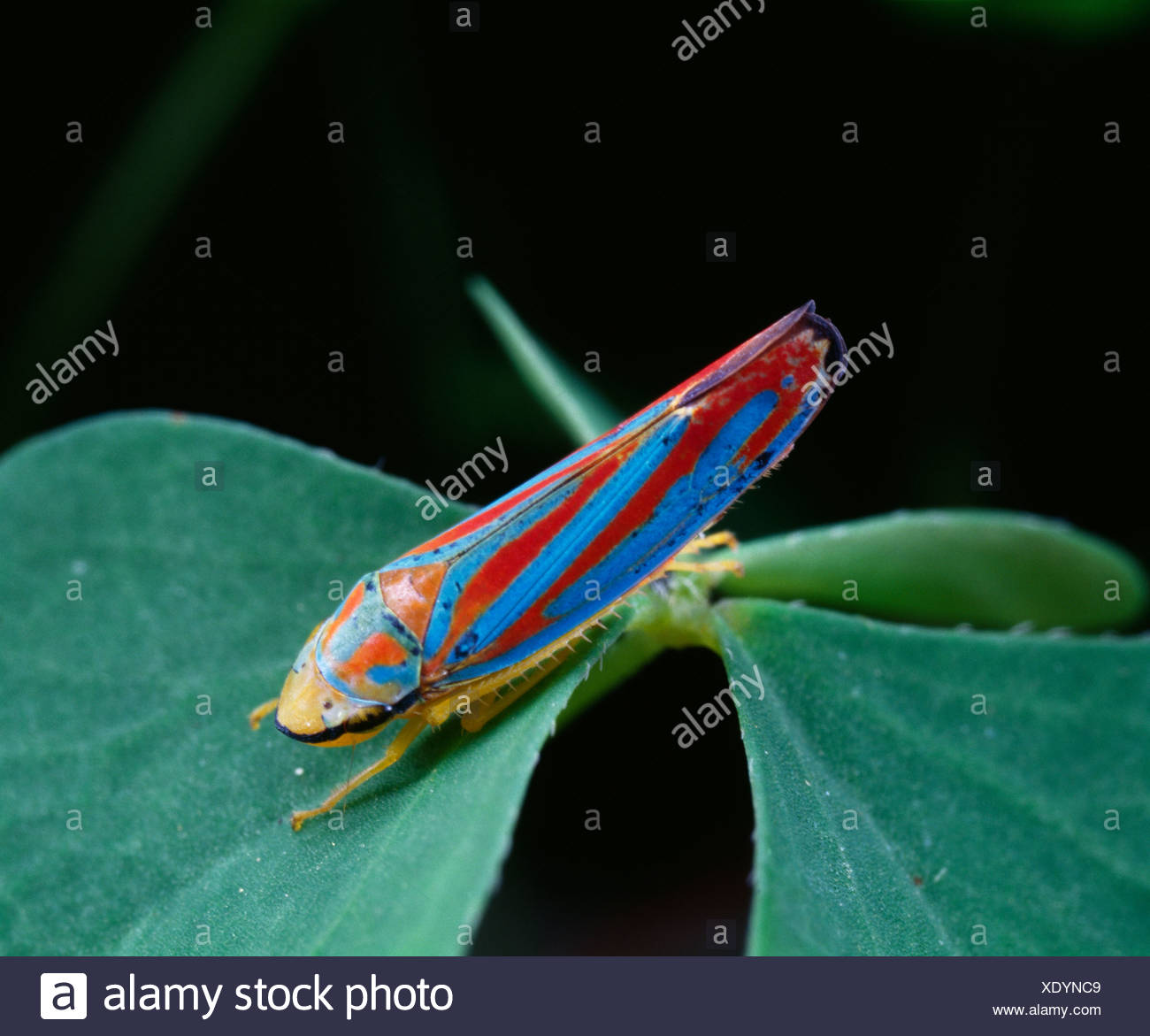 Red And Green Leafhopper High Resolution Stock Photography and Images ...