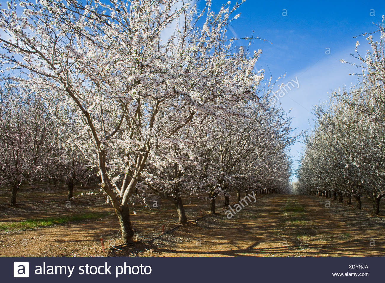 Almond Orchard Stock Photos & Almond Orchard Stock Images - Alamy