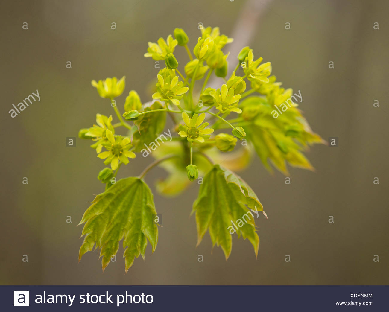Field Maple Flowers at Marion Akers blog