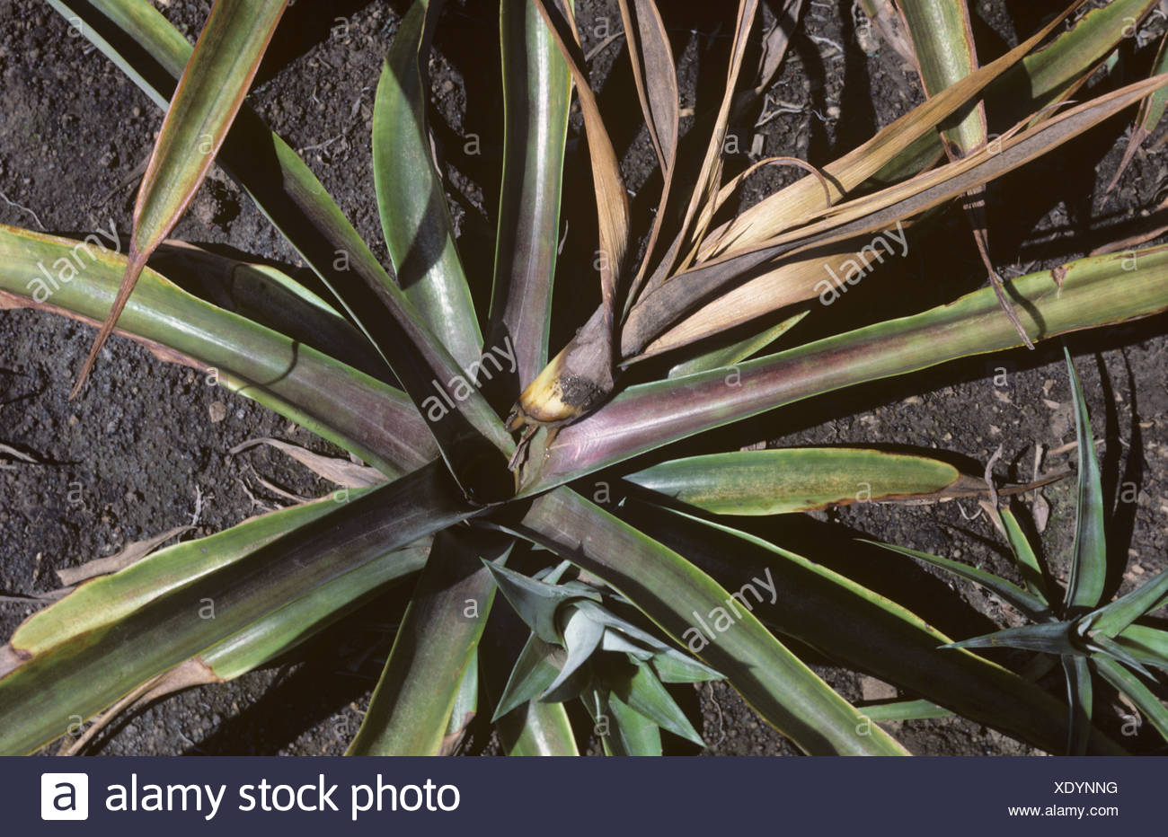 Heart Rot Fungus High Resolution Stock Photography and Images - Alamy