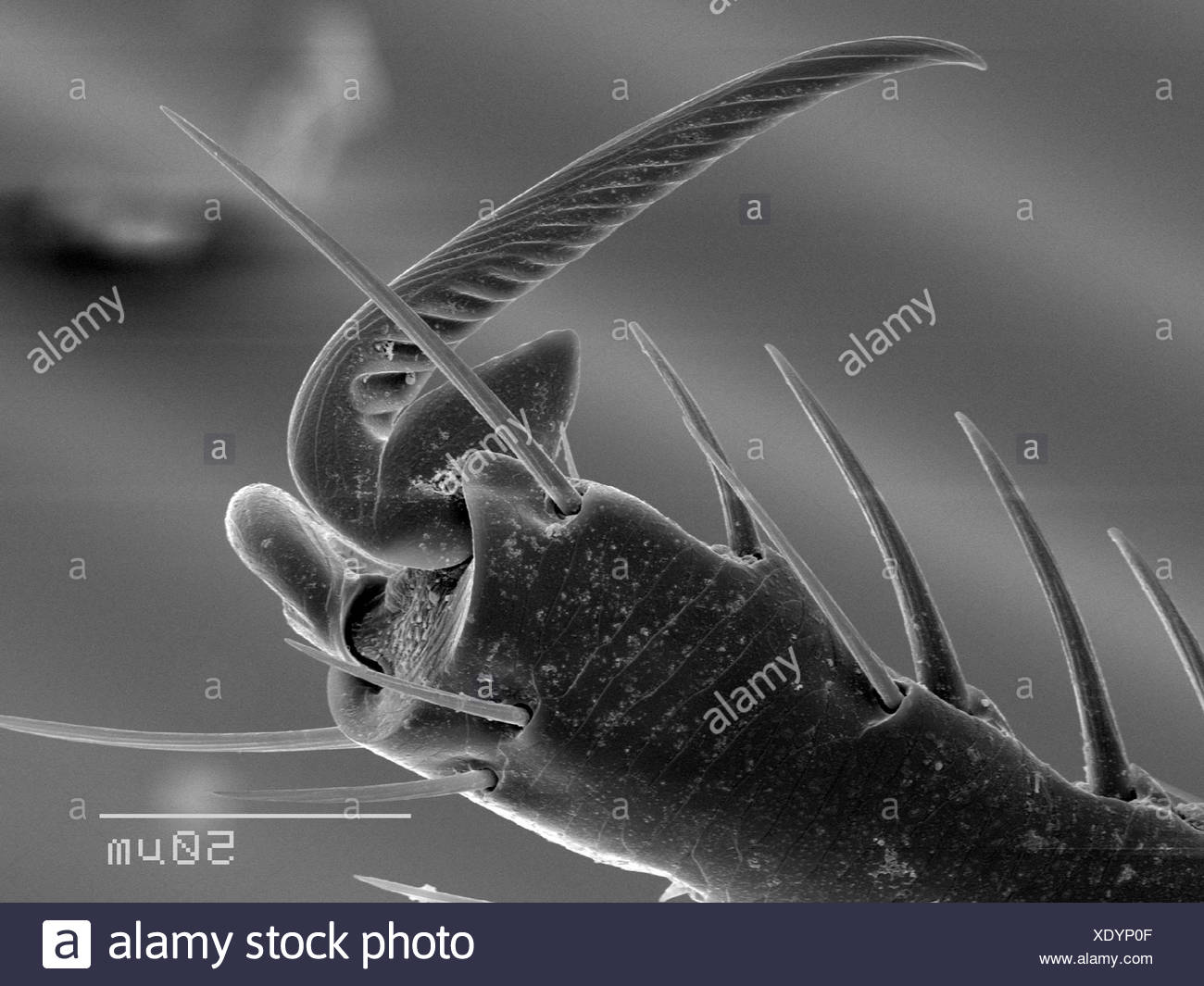 Magnified Flea High Resolution Stock Photography and Images - Alamy