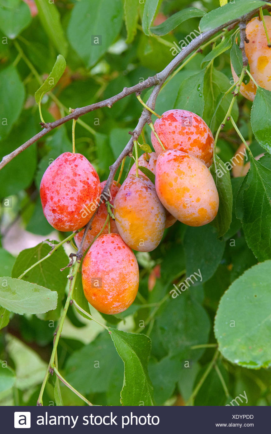 Prunus Domestica Tipala High Resolution Stock Photography and Images ...