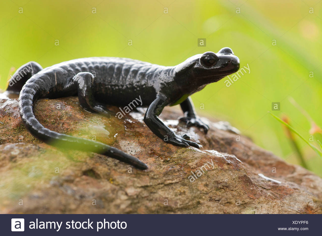 Alpine Salamanders High Resolution Stock Photography and Images - Alamy