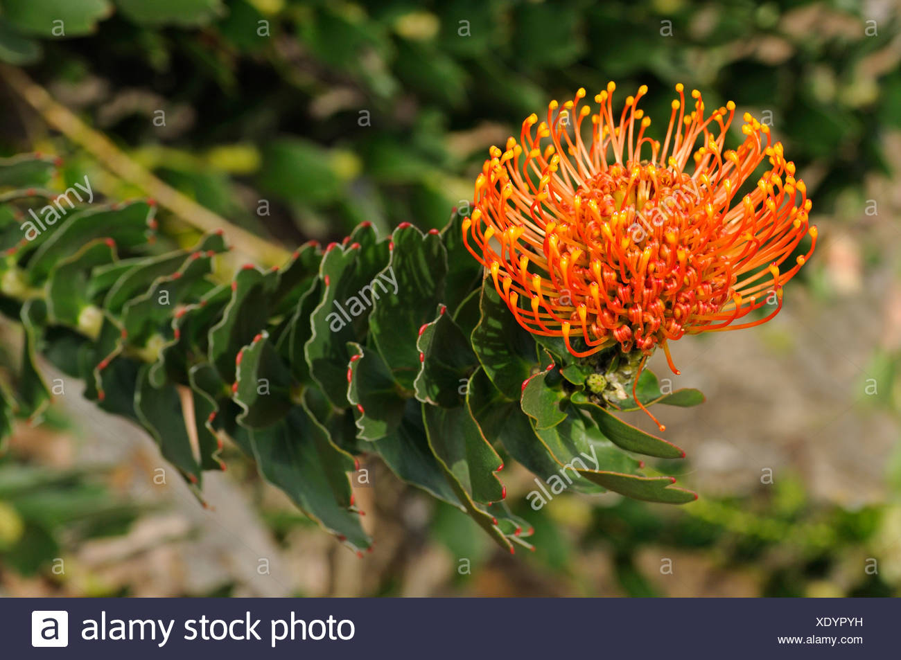 Cape Flora High Resolution Stock Photography and Images - Alamy