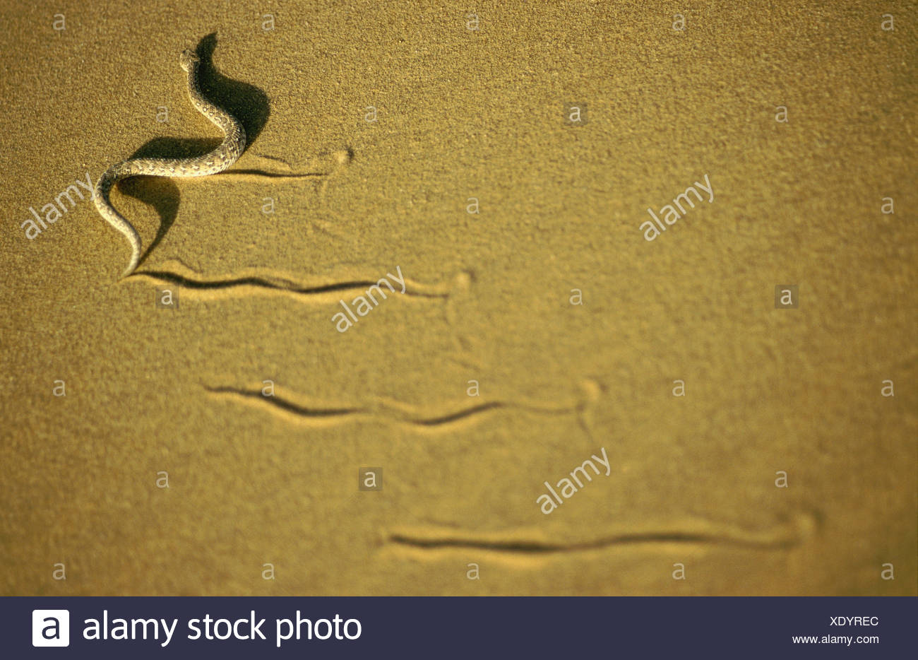 Namib Dwarf Sand Adder High Resolution Stock Photography and Images - Alamy