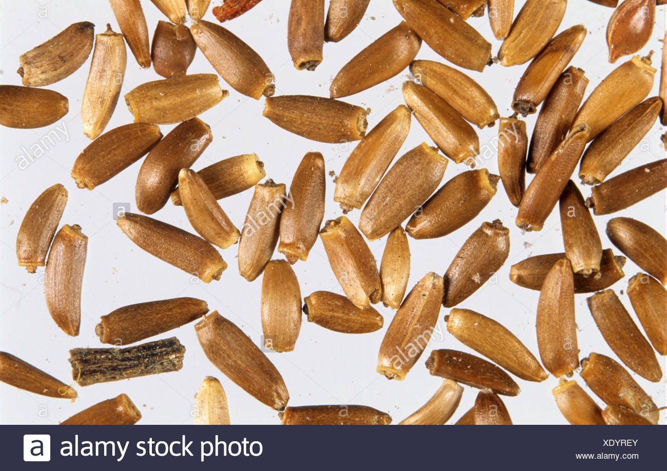 Thistle Seed Stock Photos & Thistle Seed Stock Images - Alamy