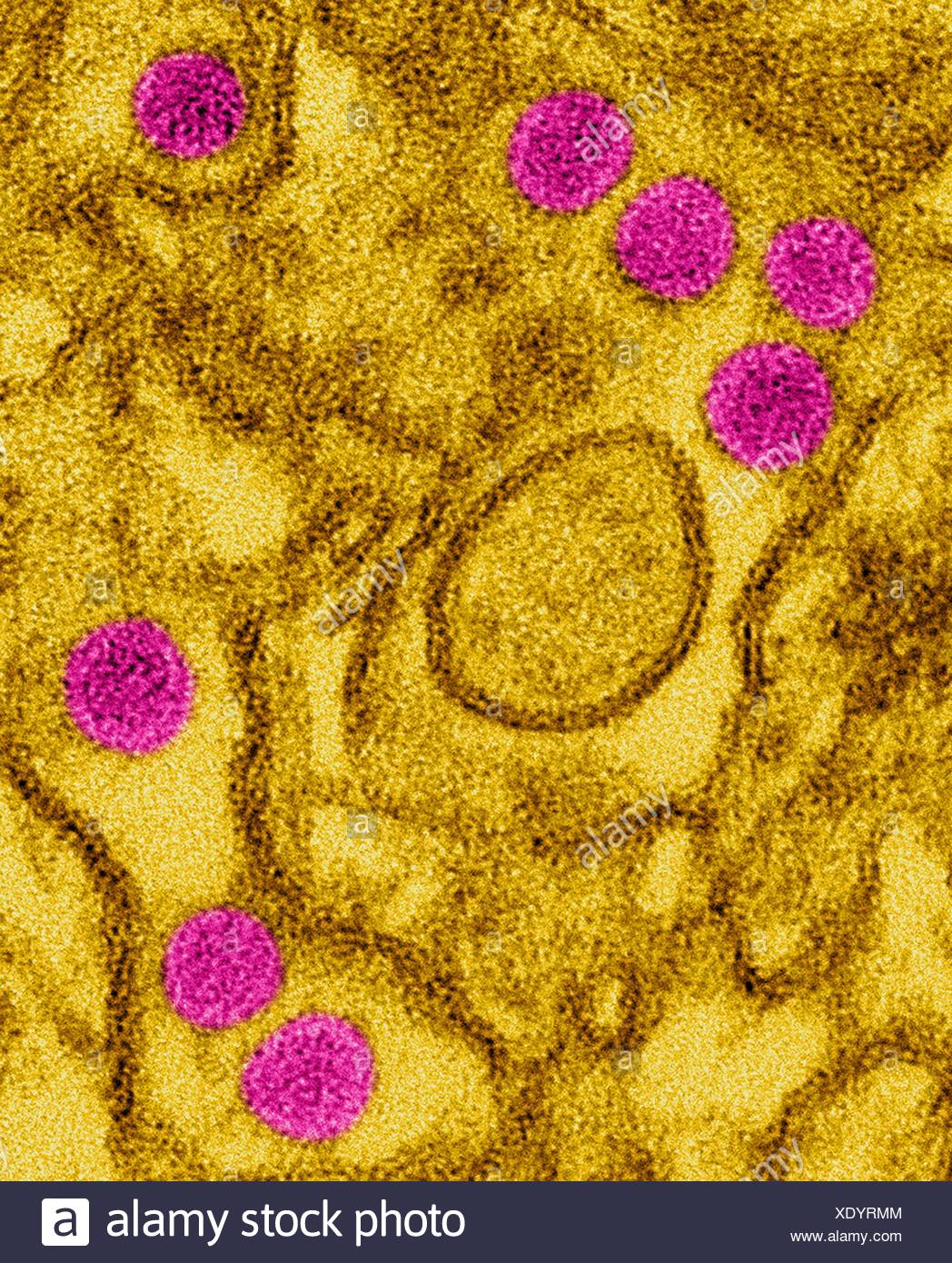 Kidney Epithelial Cell High Resolution Stock Photography and Images - Alamy