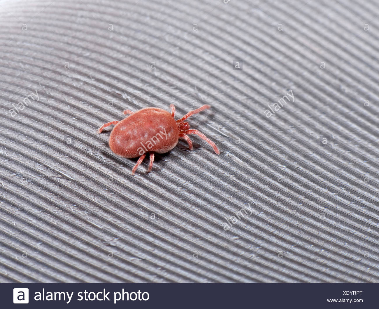 Spider Mite High Resolution Stock Photography and Images - Alamy