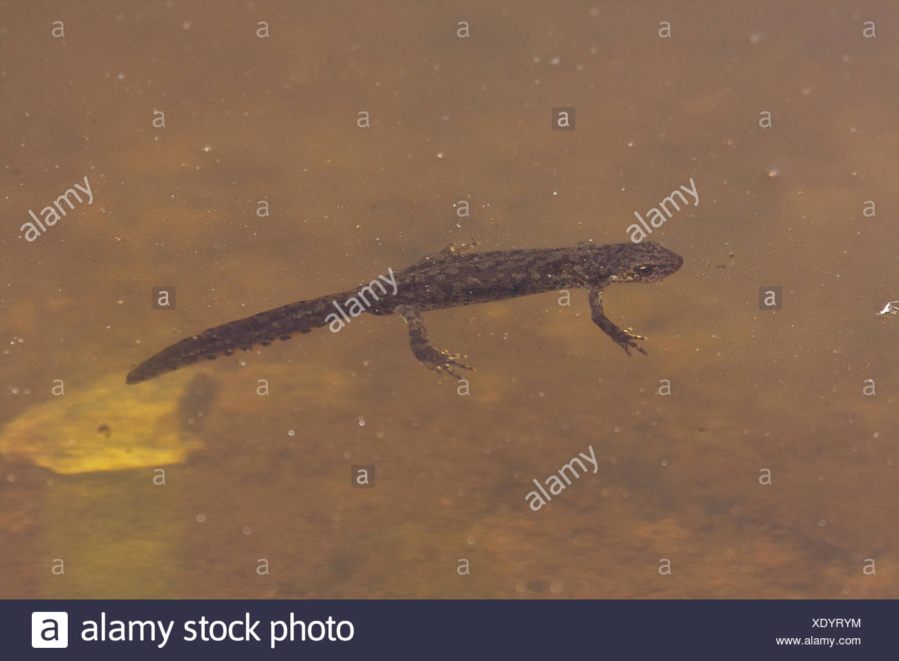 Newt Swimming High Resolution Stock Photography and Images - Alamy