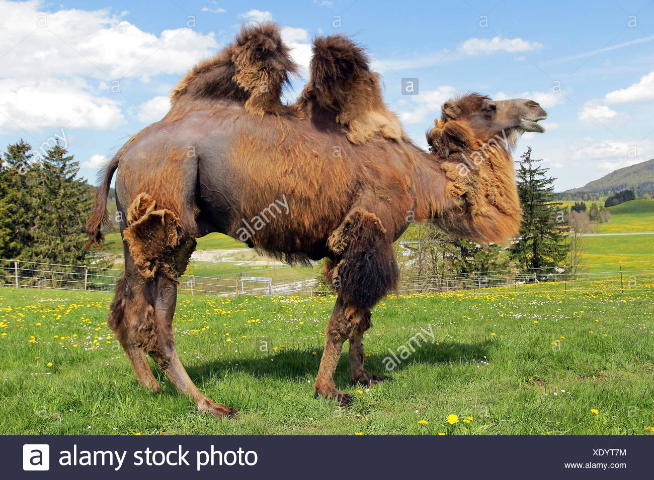 Two Hump Camel Stock Photos & Two Hump Camel Stock Images - Alamy
