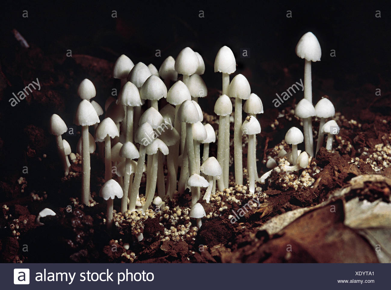 Termite Hill Stock Photos & Termite Hill Stock Images - Alamy