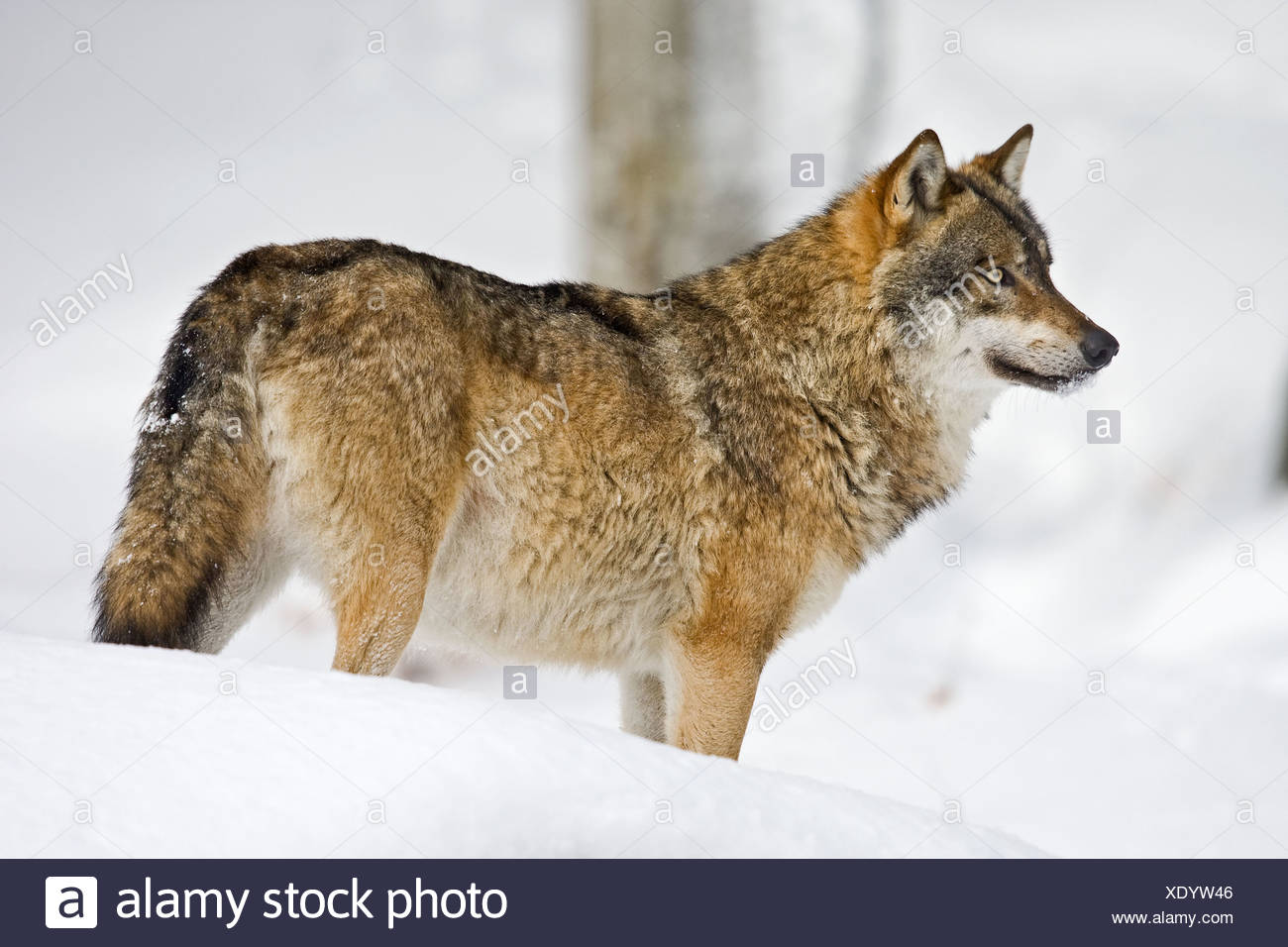 Gray Wolf Standing Lateral High Resolution Stock Photography and Images ...
